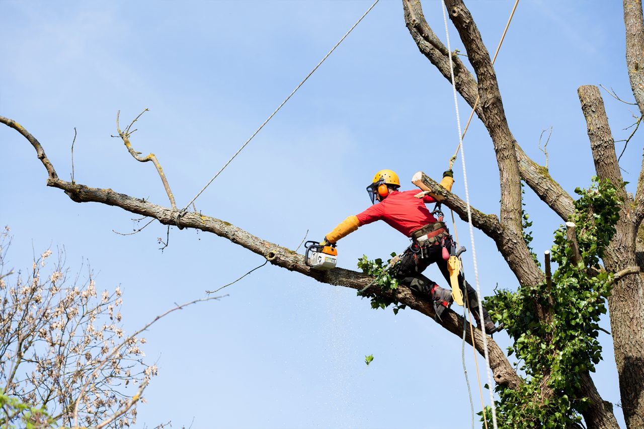 Why Regular Tree Trimming Is Essential - Ben Muriel's Landscape & Tree ...